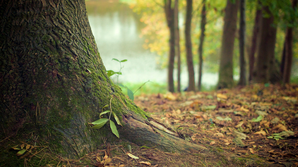 Quels sont les points forts de la région naturelle française de Sologne